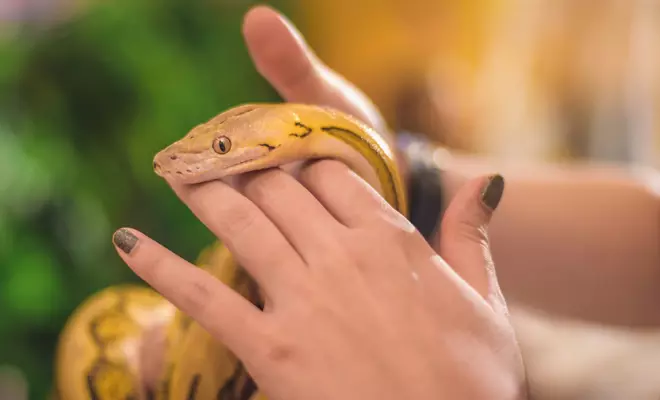 Snívať o tom, že máte domáceho hada: trúfate si so všetkým?