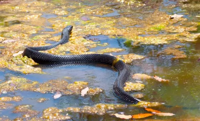Käärmeistä haaveilemisen merkitys vedessä: voimaa ja uudistumista