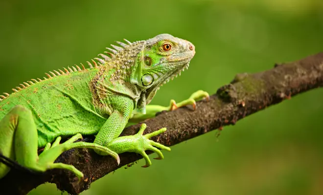 Iguana အိပ်မက်မက်ခြင်း၏အဓိပ္ပါယ် - ငြိမ်သက်ခြင်းနှင့်ကျေနပ်မှု