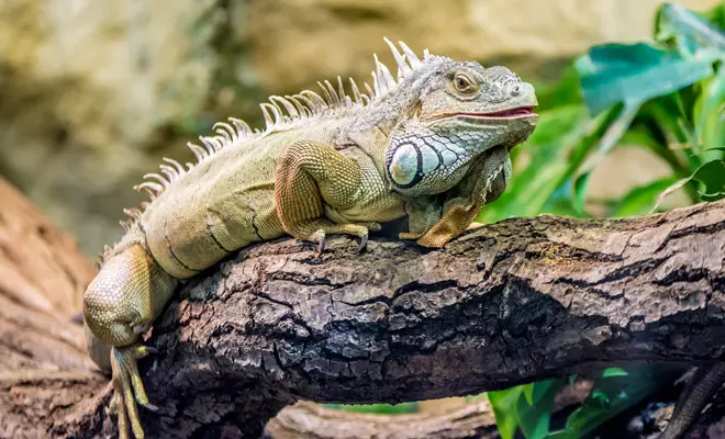 Verschidde Bedeitunge vun Dreem vun enger iguana
