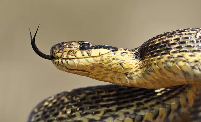 Значењето на сонот за влекачи: змии и змии во вашите соништа