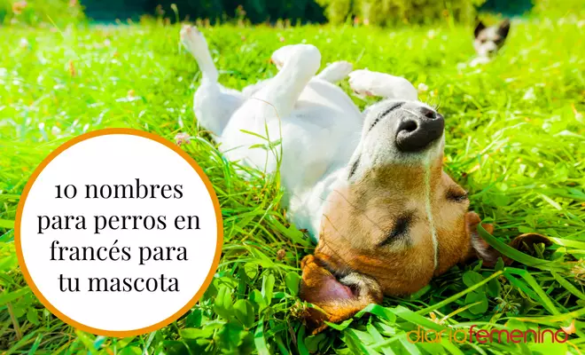 Se estás buscando nomes para cans en francés, aquí temos algunhas ideas