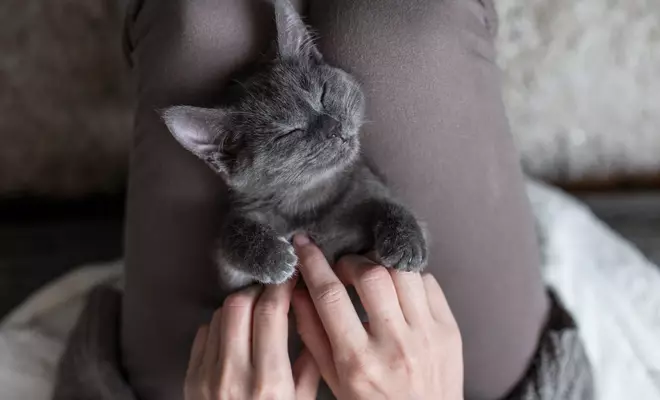 O significado de soñar con gatos pequenos