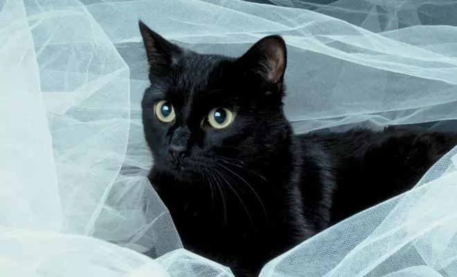 Што значи да сонуваш црни мачки