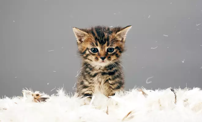 Što znači sanjati obojene mačke