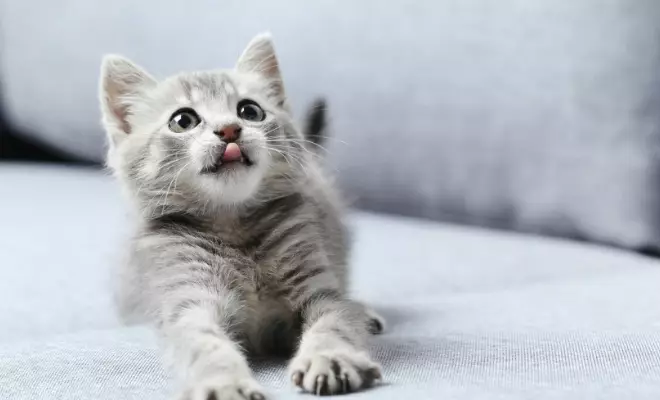 Snění o šedých kočkách: co to znamená?