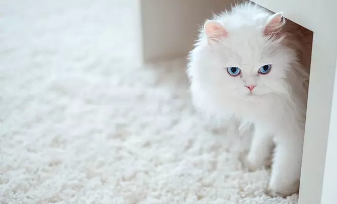 Rüyada beyaz kedi görmek ne anlama gelir?