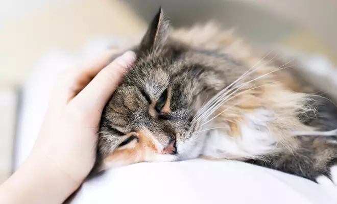 Значењето на сонот за болни мачки