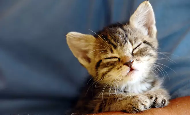 Somiar amb cadells de gats: omple la teva vida de bona energia