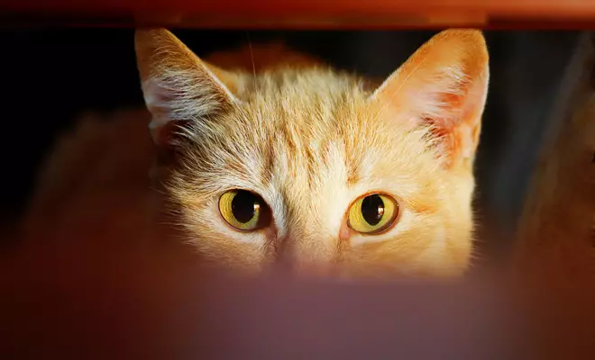 Visând că o pisică te urmărește: protecție felină