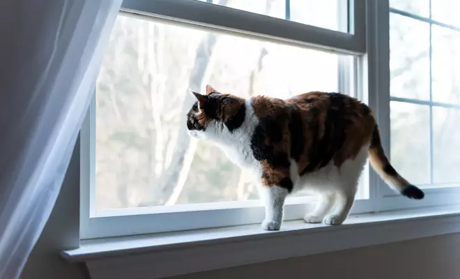 Wateya xewna ku pisîka we ji pencereyê dikeve