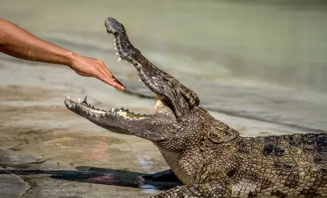 Stāsts par aligatorvīra izcelsmi