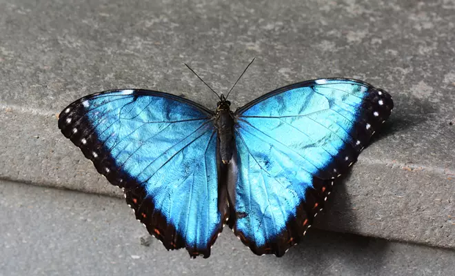 A kék pillangó legendája