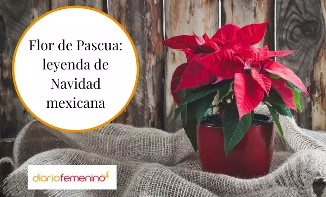 Flor de Pascua: Meksika Kristnaska Legendo