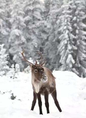 A deer in Lapland