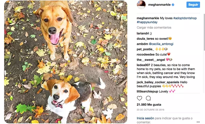 A vida secreta de Meghan Markle e seus cães