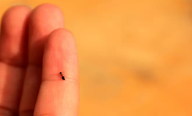 개미가 당신을 쏘는 꿈의 의미 : 일할 시간입니다