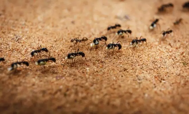 Bedeutung von kleinen Ameisen träumen