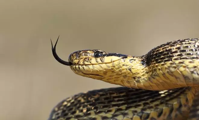 De meest voorkomende dromen met slangen en hun interpretatie