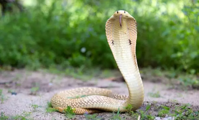 Најчешћи снови са кобрама и њихово тумачење