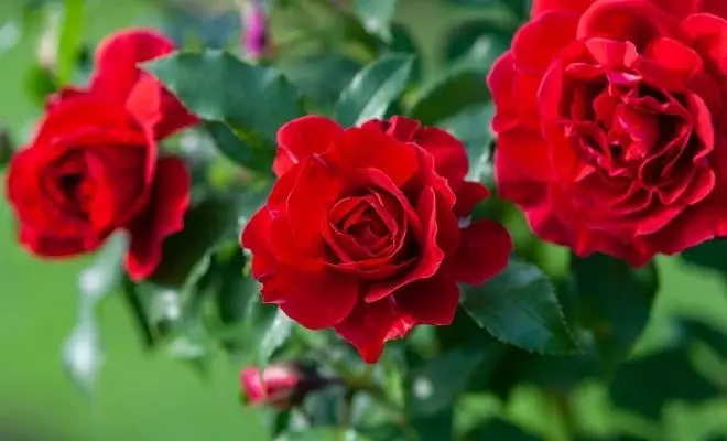 赤い花を夢見る：愛に関連するそれらの意味