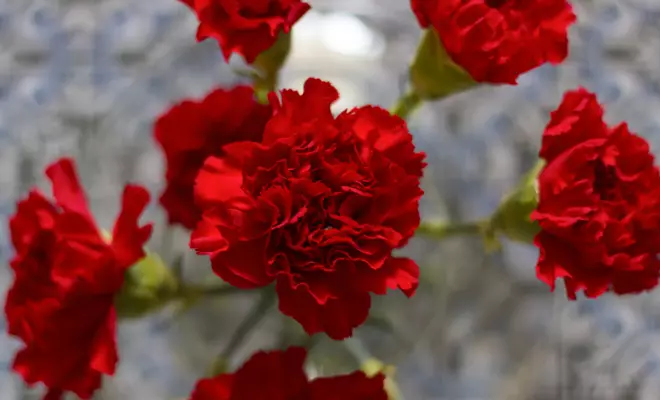 Intsingiselo yokuphupha i-carnations: bamba umzuzu