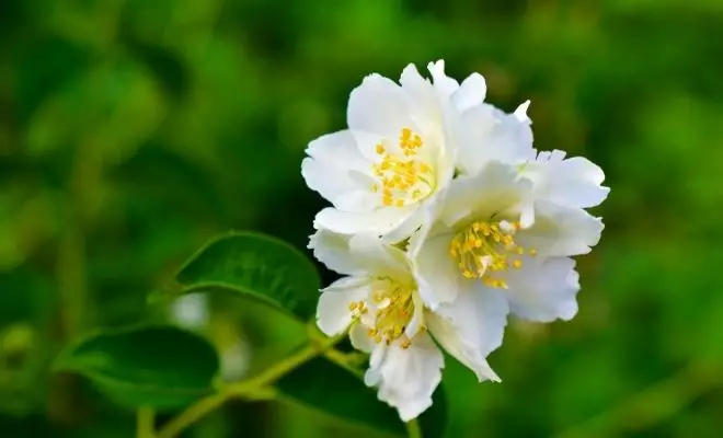 Pangarap ng jasmine: ang positibong enerhiya ng mga bulaklak sa mga panaginip