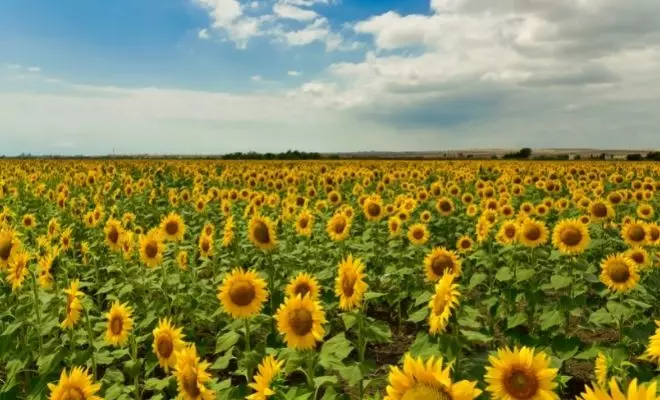 Mafarkai daban-daban tare da sunflowers da fassarar su