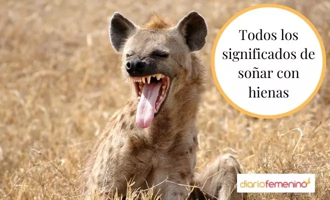 hyena အကြောင်း အိပ်မက်မက်ခြင်း၏ အဓိပ္ပါယ်အားလုံး