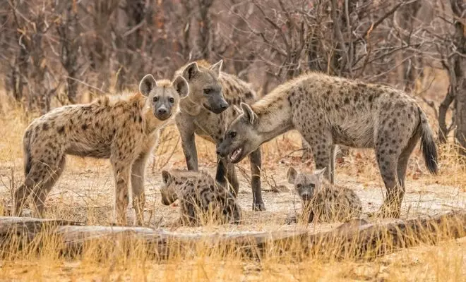 Os soños máis frecuentes con hienas e as súas interpretacións