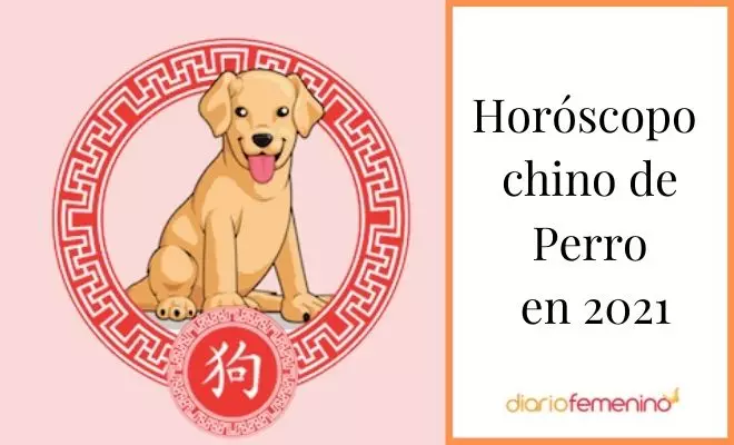 Çin burç 2021: Öküz Yılı Köpek için ne tutar?