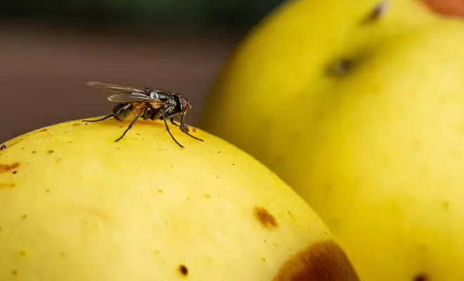 Як тлумачиться сни з мухами?