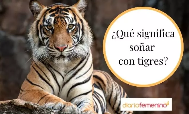 Què vol dir somiar amb tigres?