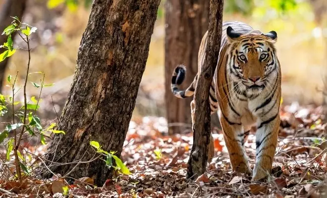 Els diferents significats de somiar amb tigres