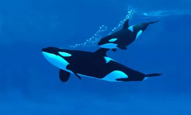 Os diferentes significados de sonhar com orcas