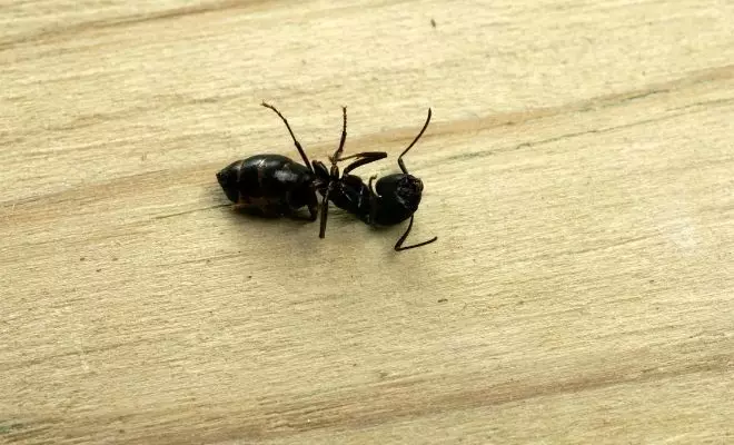 Kuolleista muurahaisista haaveilemisen merkitys: on aika levätä