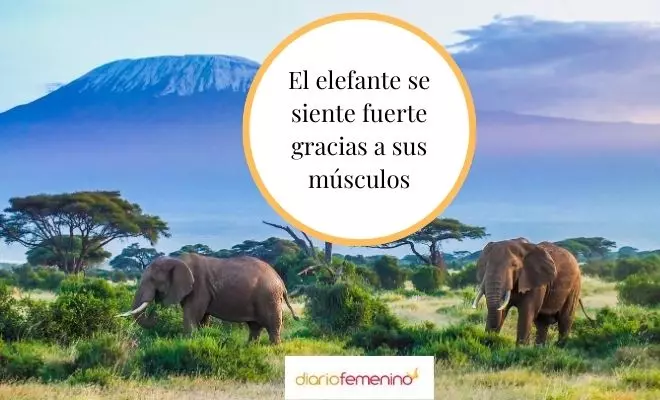 Afrikansk ordsprog om elefanter