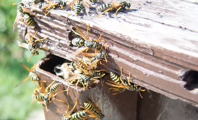 Dị iche iche pụtara nrọ banyere wasps