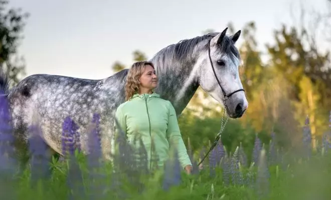 Soñar cun cabalo gris: descobre de que cor é a túa vida
