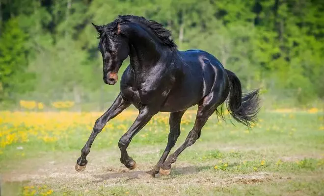 O significado de sonhar com cavalo fugitivo