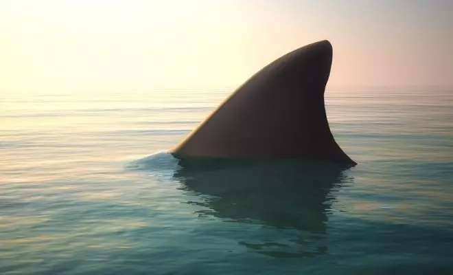 Significados positivos e negativos de soñar con tiburóns