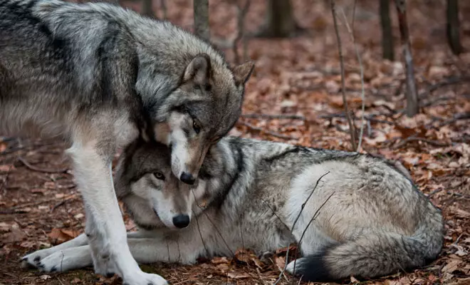 толкование сна про волка