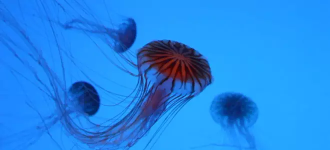 Jellyfish stings: ihe ị ga-eme