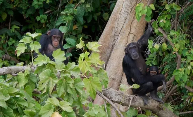 Wat giet de Afrikaanske leginde fan 'e straf fan apen oer?