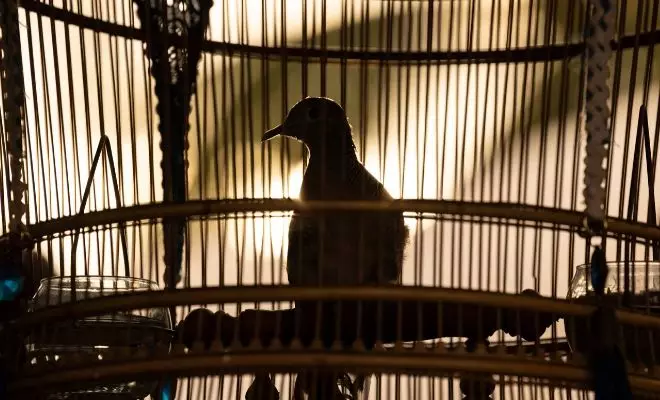 Значение на сънуването, че искате да хванете птица: пожелания за свобода