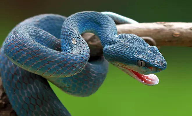 African Aido Hwedo Akụkọ Snake