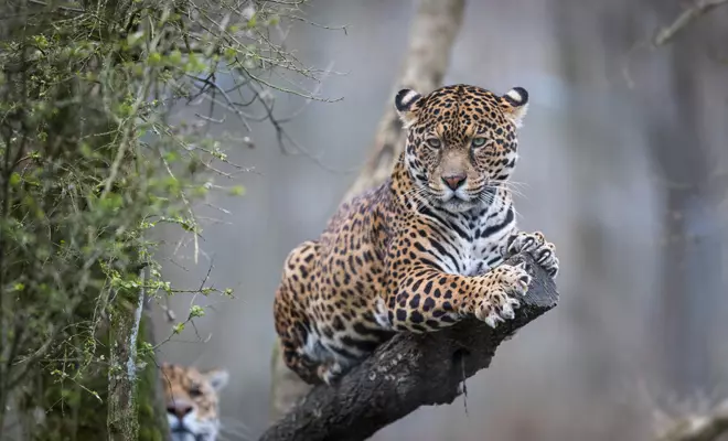 L'histoire mexicaine du jaguar et du cricket et son importante morale