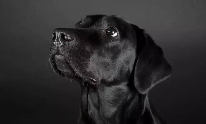 Schwarzer Hund: mexikanische, skandinavische, angelsächsische, europäische Legenden...