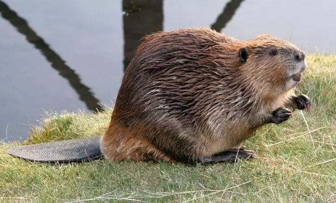 Ang kahulugan ng panaginip ng isang beaver