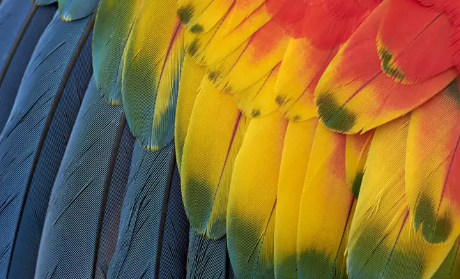 Kurota macaws: ibisobanuro byiza nibibi